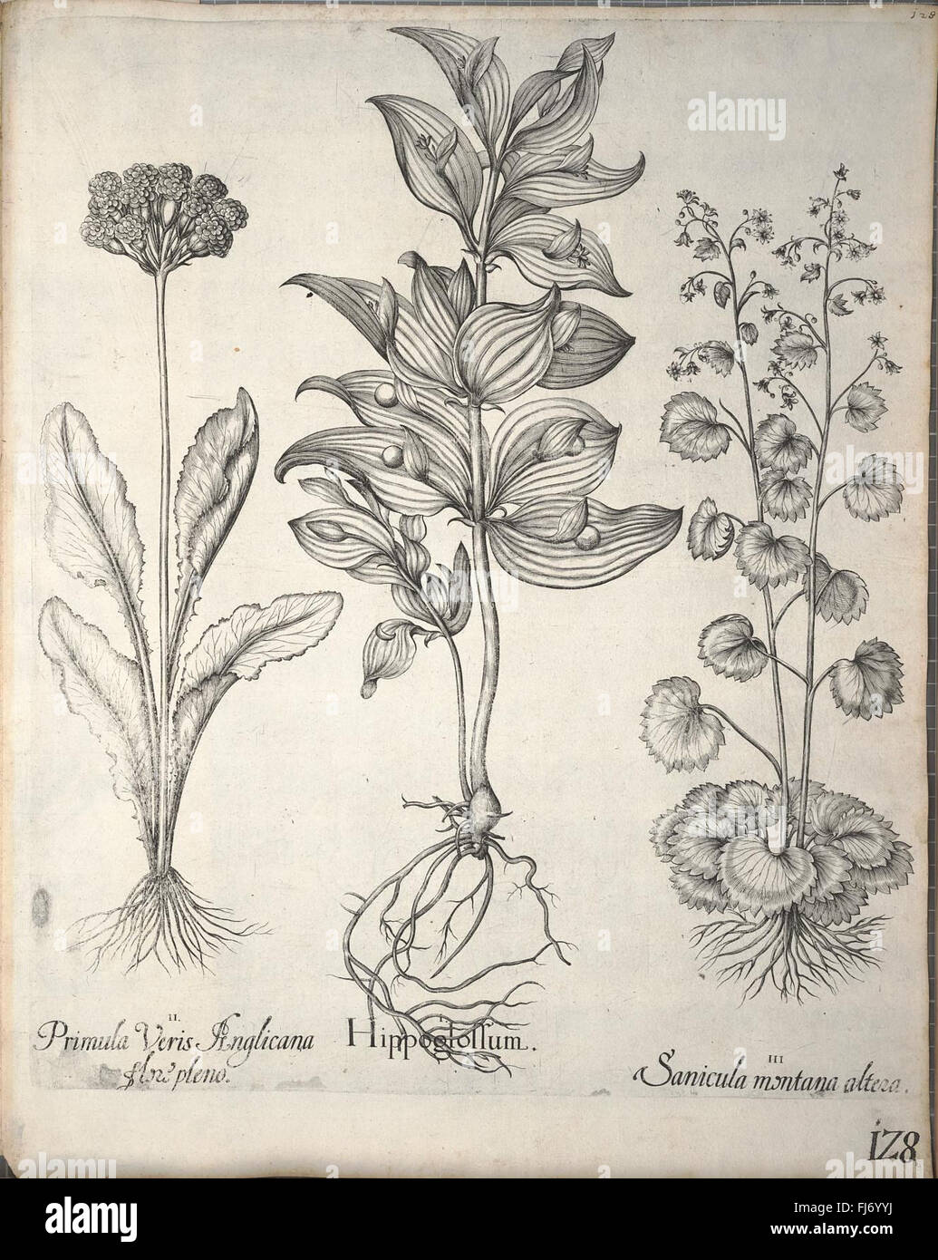 Botanical work detailing the plants, flowers, and shrubs of the early ...