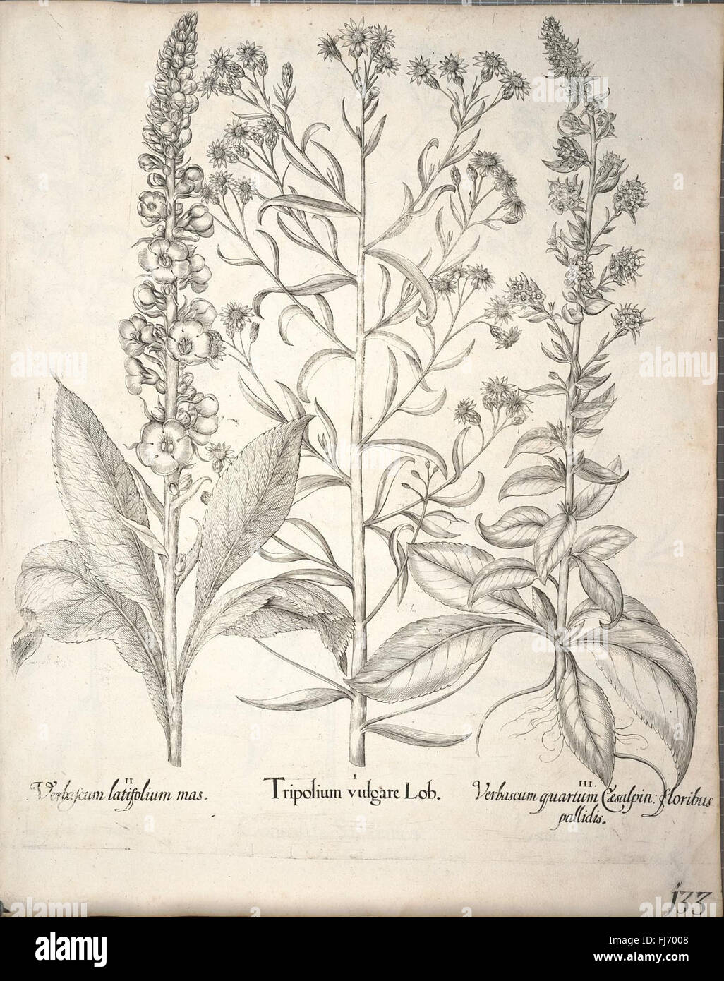 A detailed botanical work documenting various plants, flowers, and ...