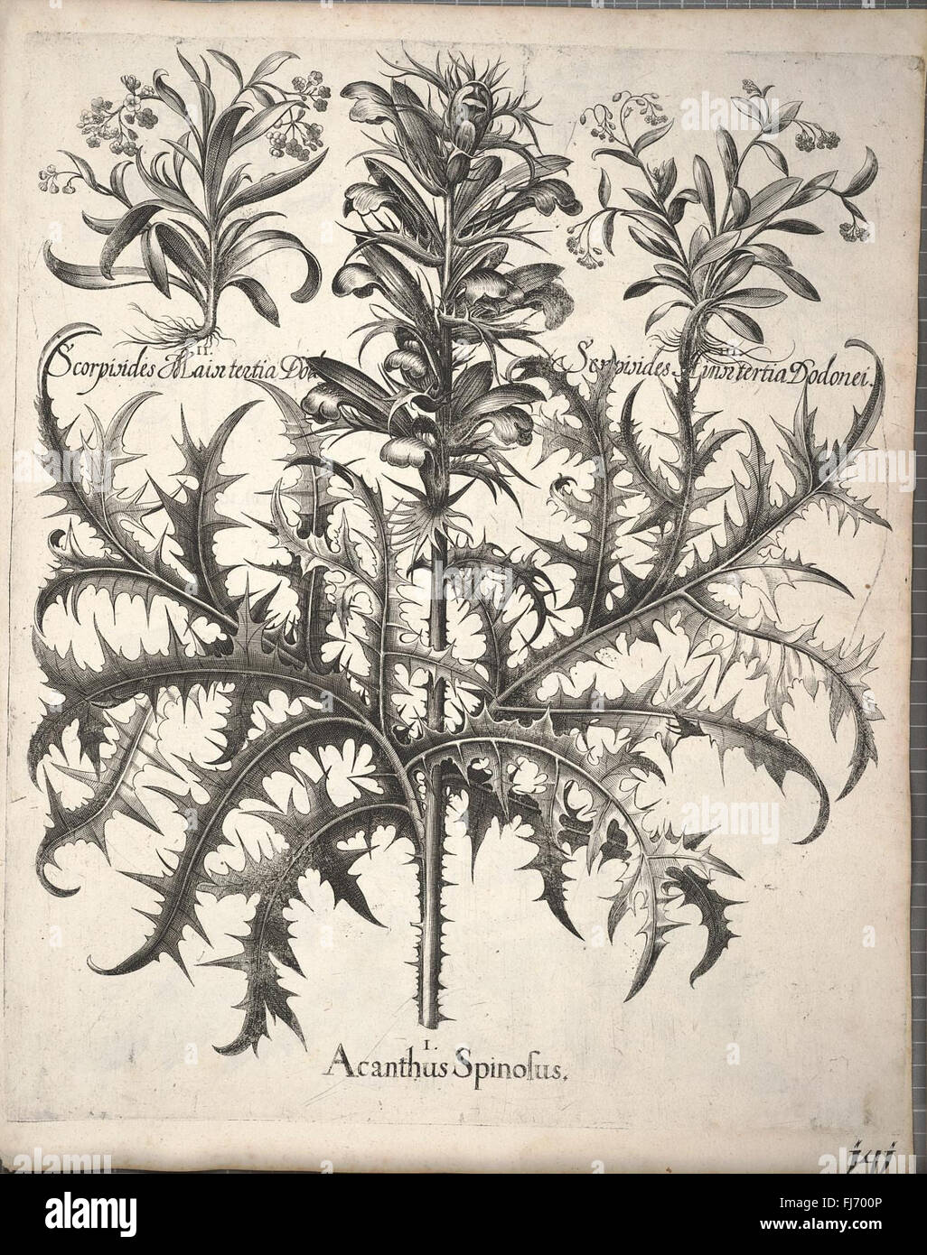 A botanical work from the pre-Linnaean era, presenting a detailed and ...