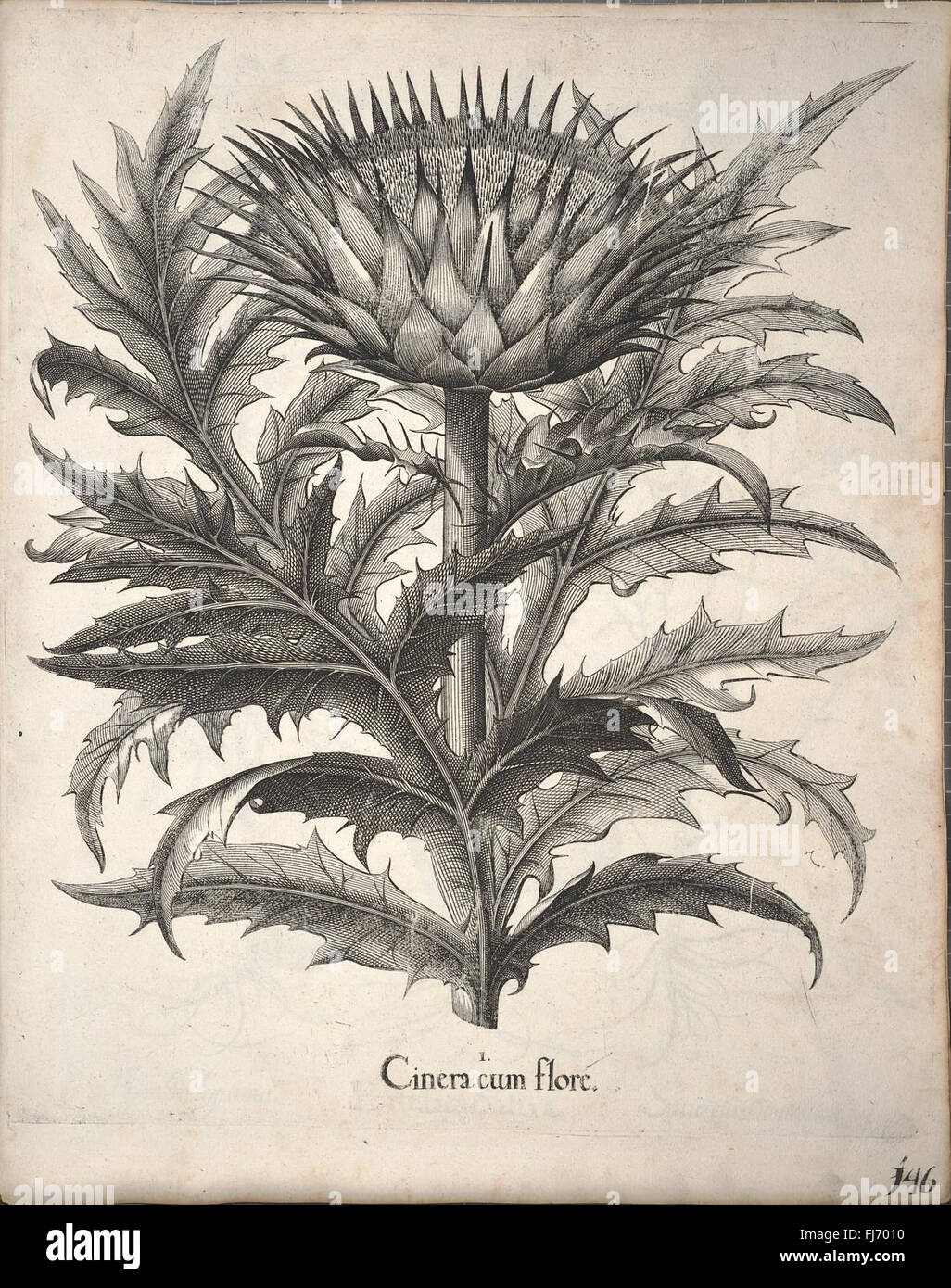 The *Botany* collection in the Peter H. Raven Library at the Missouri ...