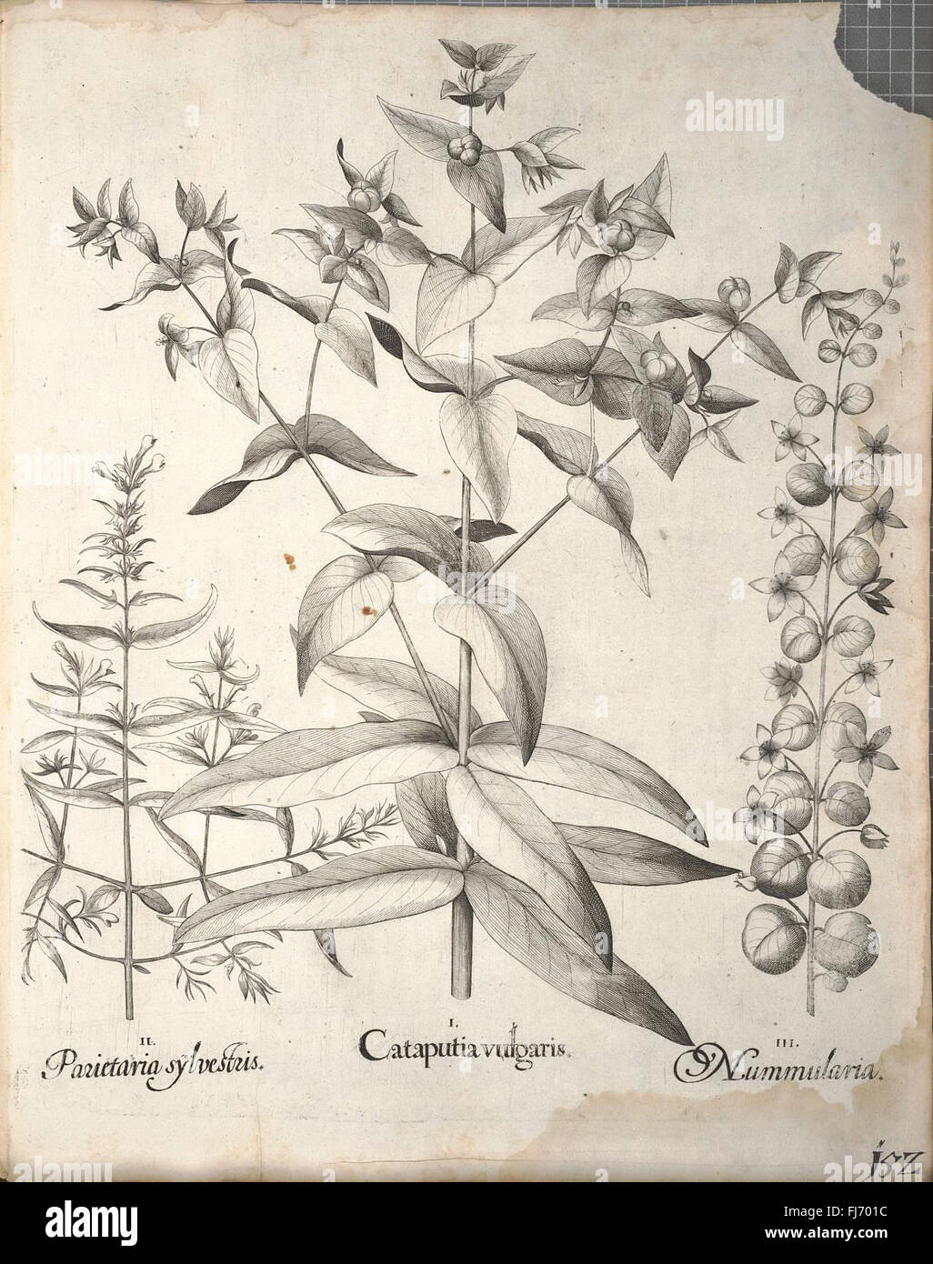 An important botanical work from the early modern era, featuring an ...