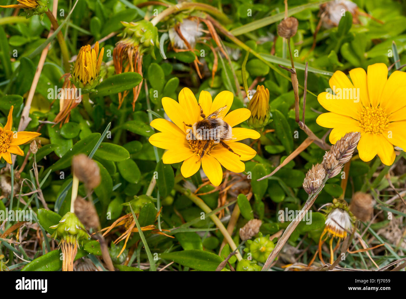bee filled with pollen on a yellow Daisy Stock Photo - Alamy