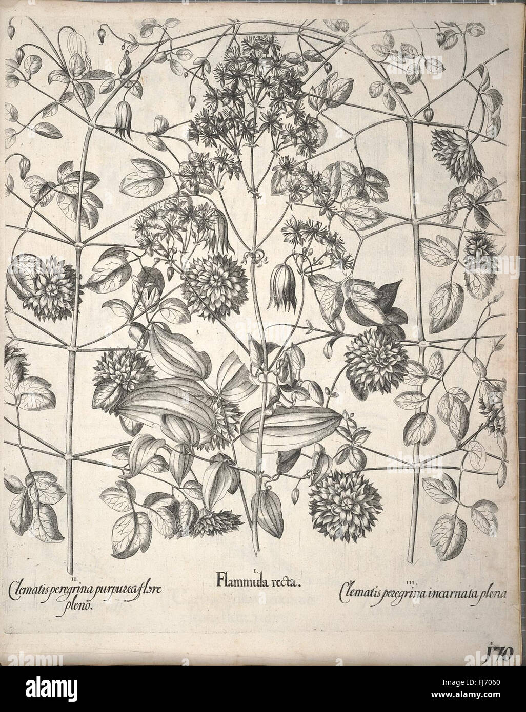 An early botanical work detailing a wide range of plant species ...