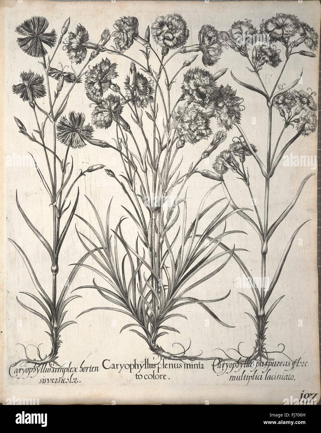 Illustrated botanical work documenting the plants and flowers of the ...