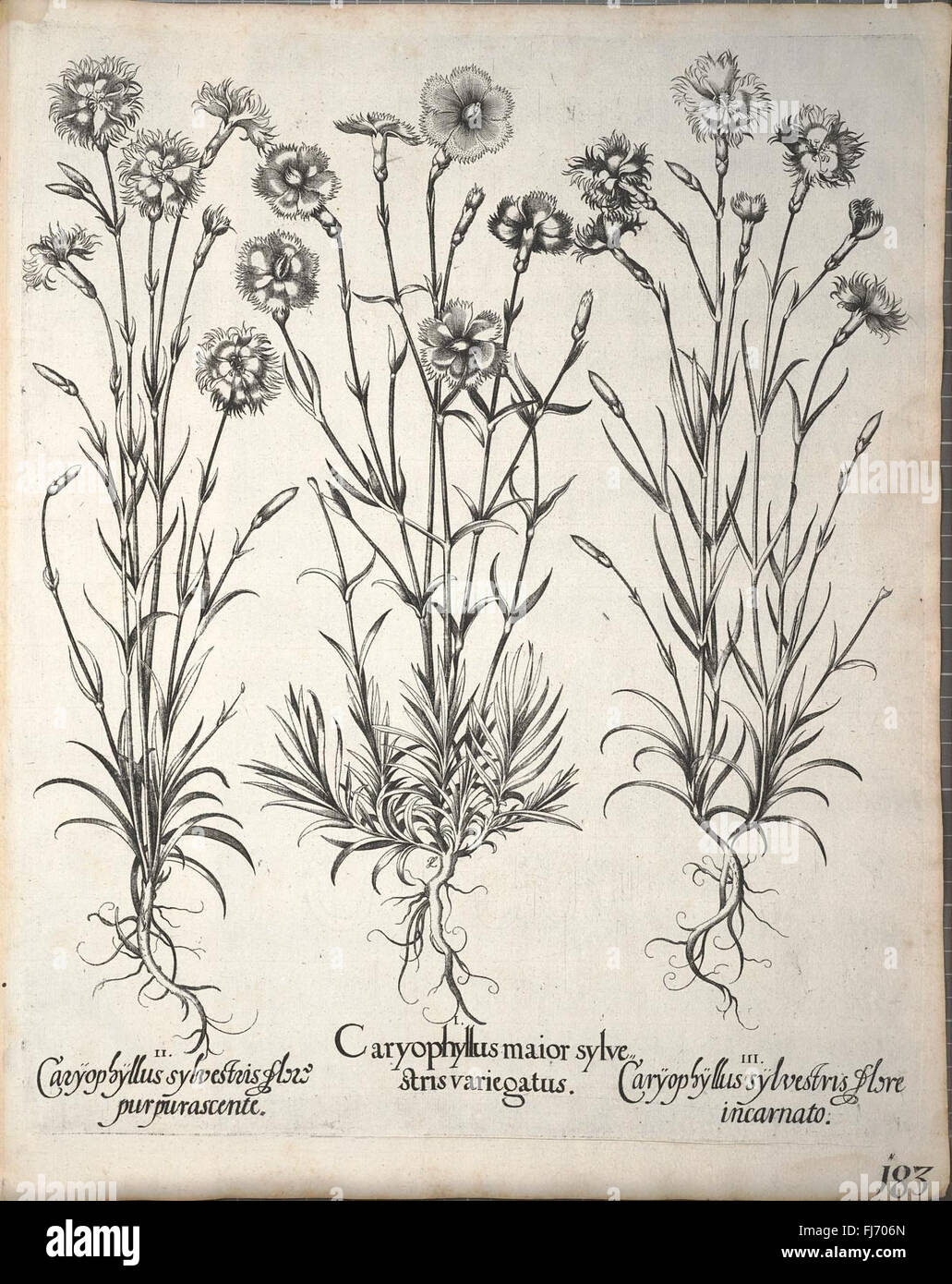 A historical botanical work showcasing a detailed and accurate ...