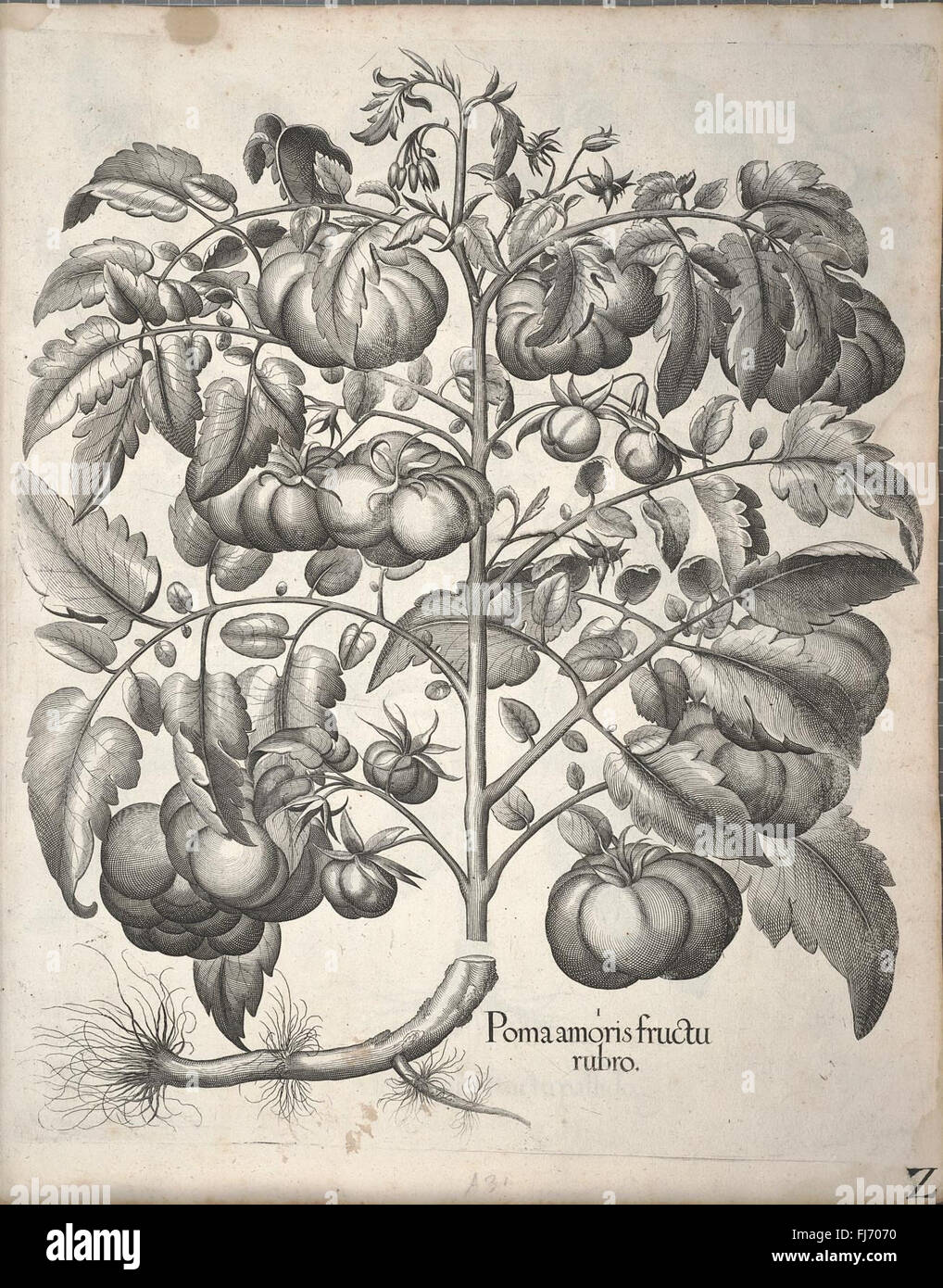 A pre-Linnaean botanical work featuring illustrations of various plant ...