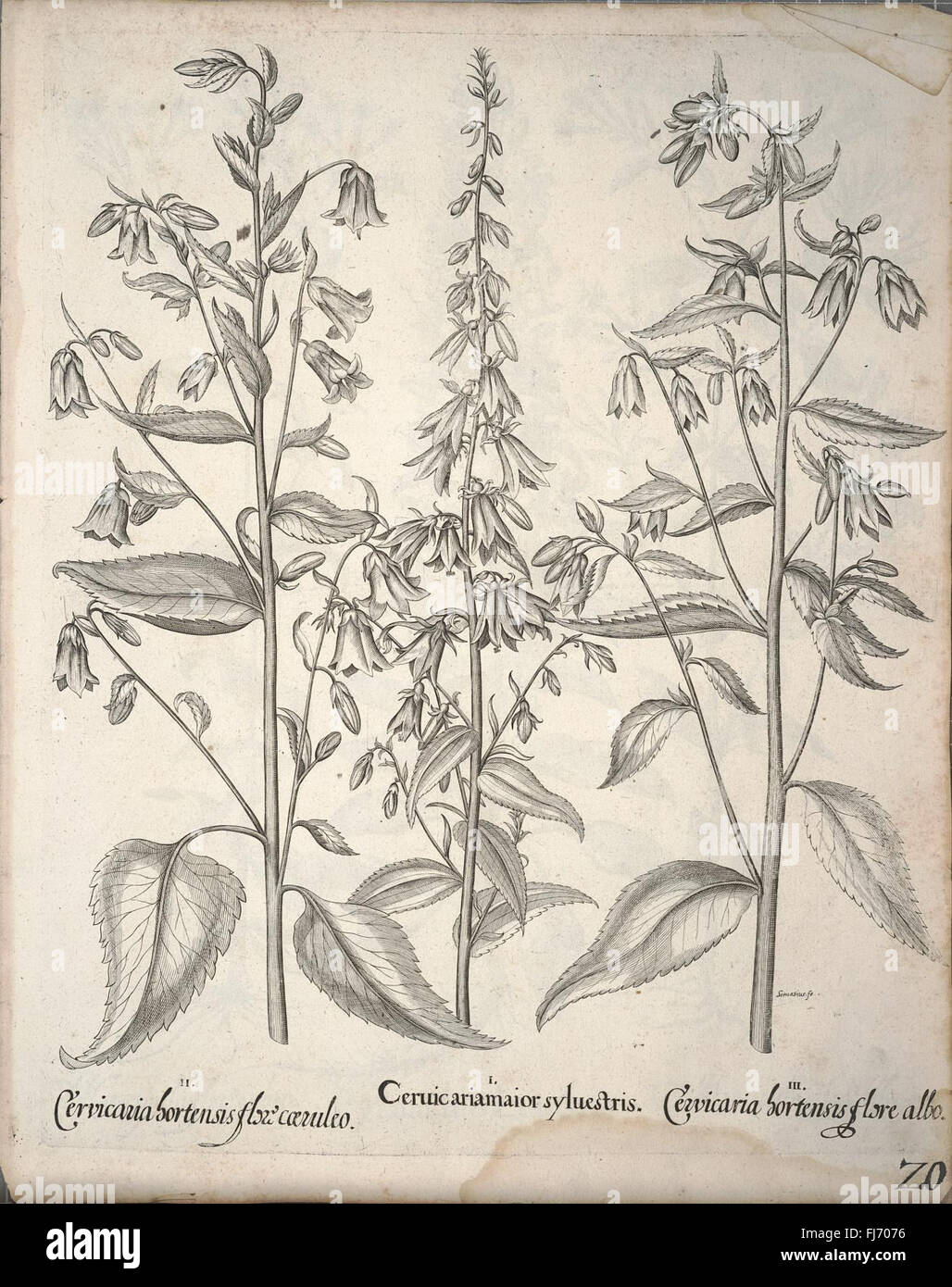 A detailed and accurate botanical catalog from the 17th century ...