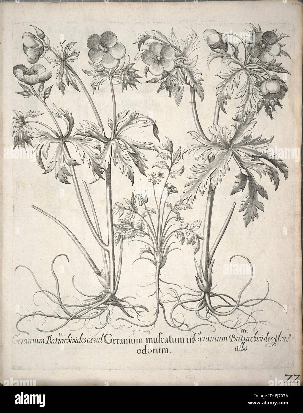 Hortus Eystettensis, sive, Diligens et accurata omnium plantarum ...