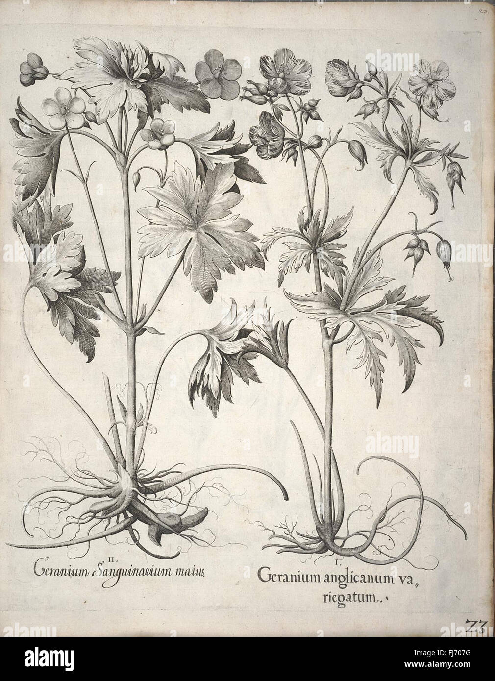 Fol font hi-res stock photography and images - Alamy