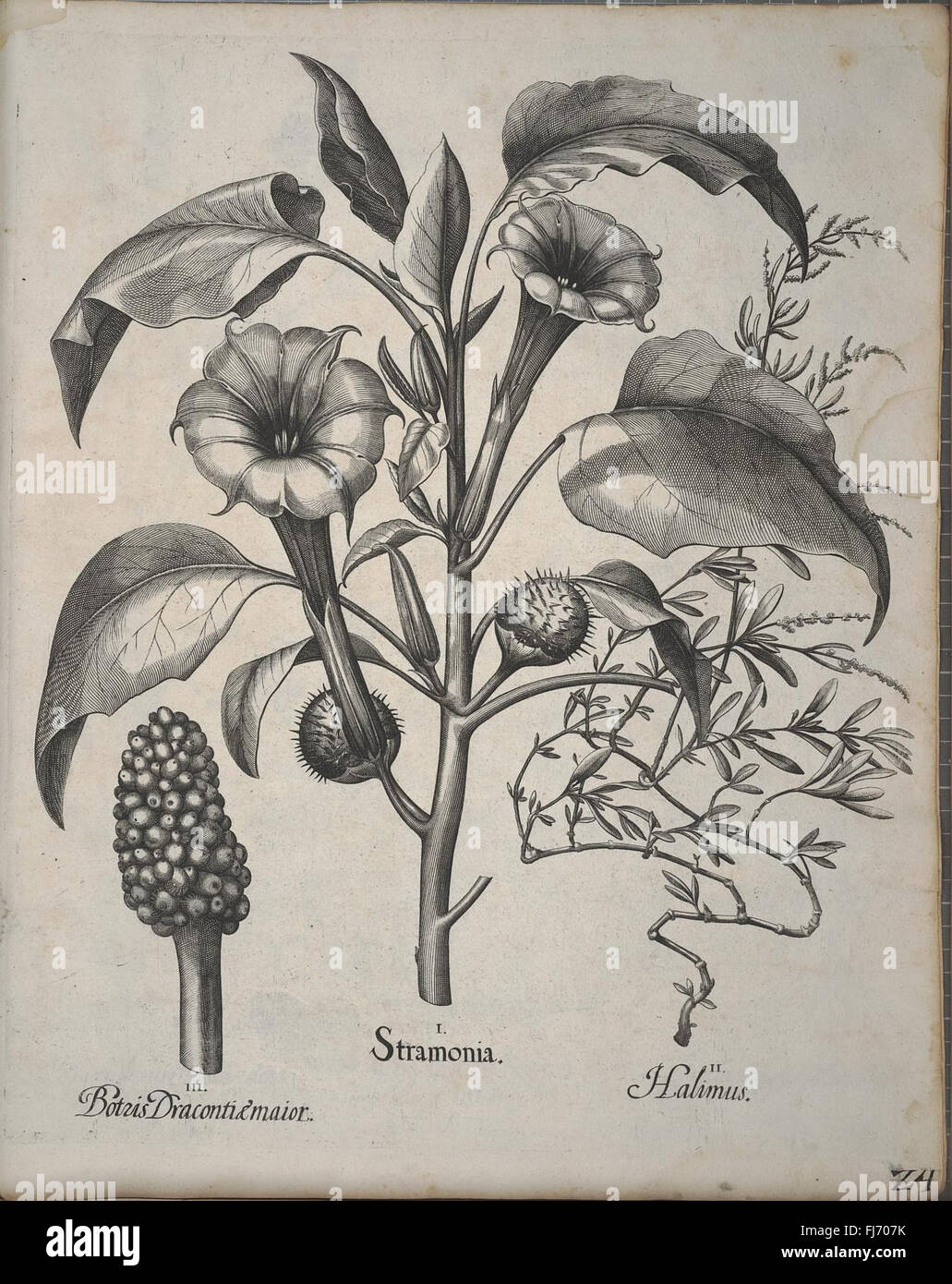 A detailed botanical work from the early 18th century featuring a ...