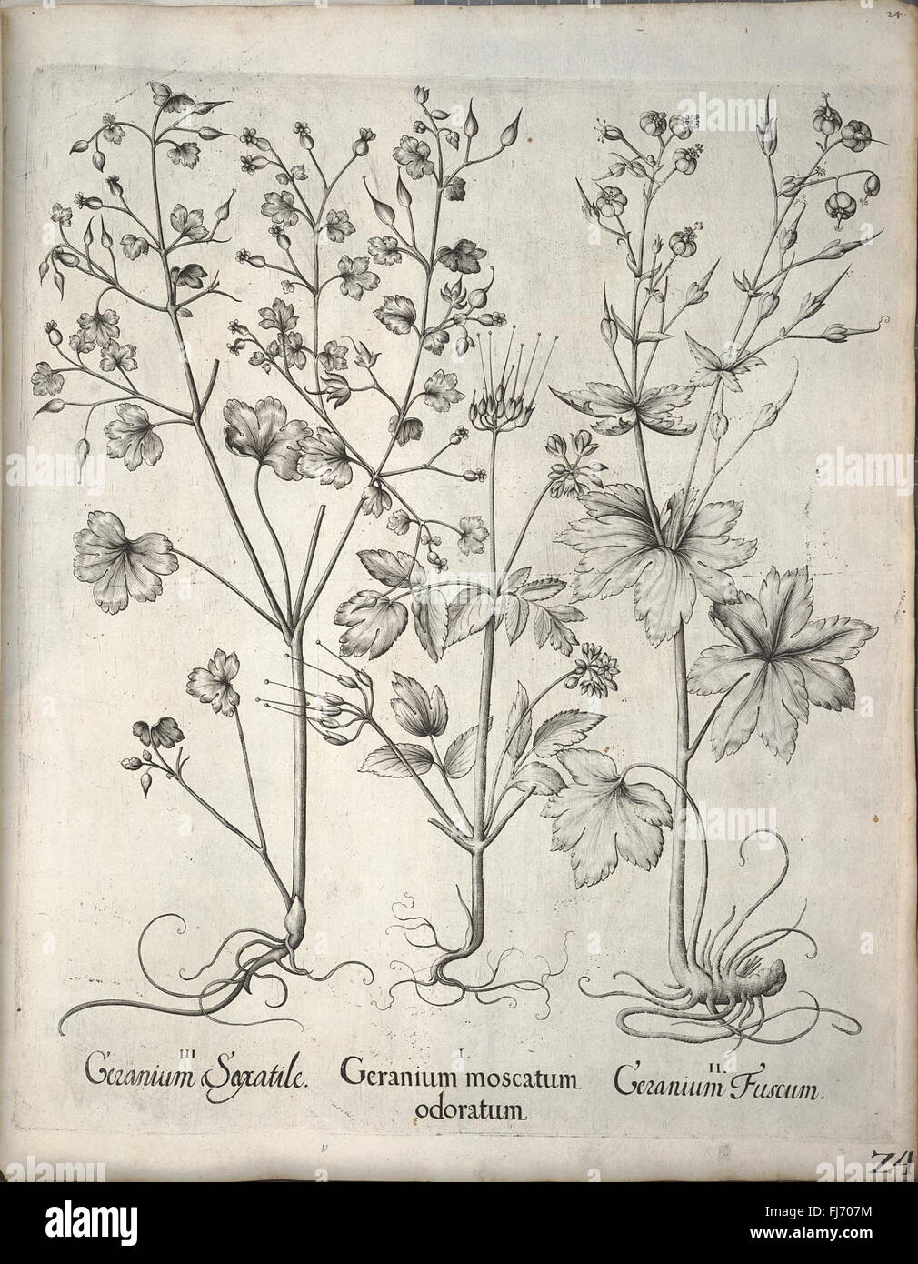 A detailed botanical work depicting a wide range of plants, flowers ...