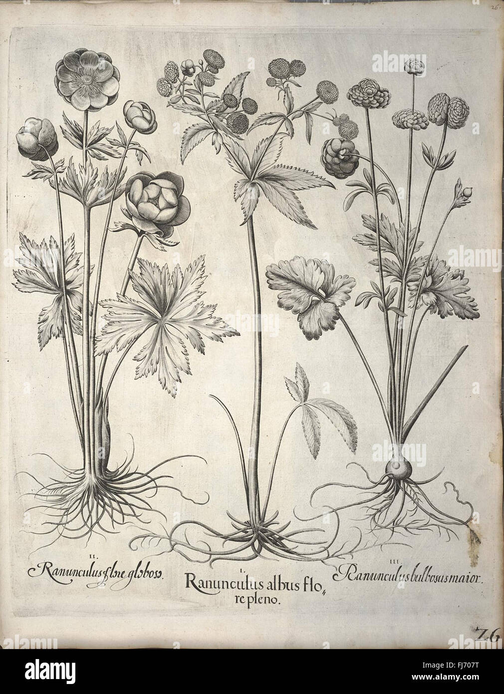 An early botanical work illustrating a comprehensive collection of ...