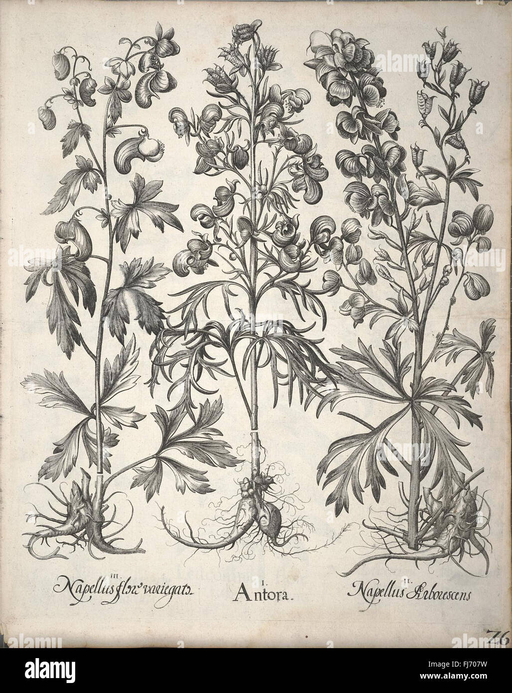 An early botanical work 'Hortus Eystettensis', depicting a detailed and ...