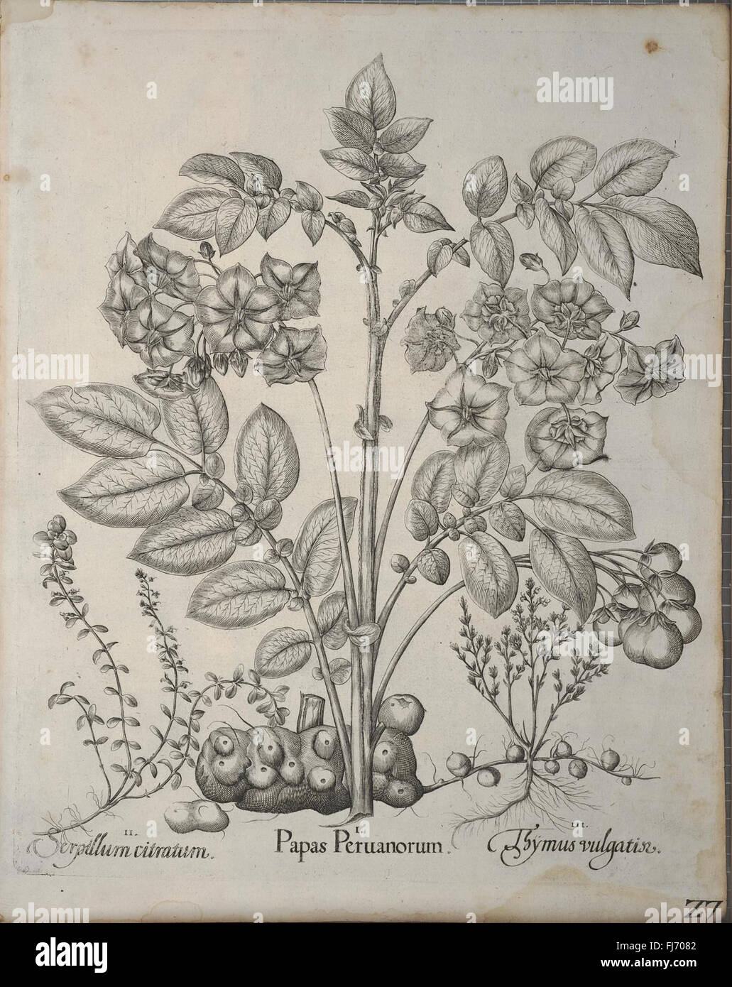 A botanical work detailing plants, flowers, and shrubs with accurate ...