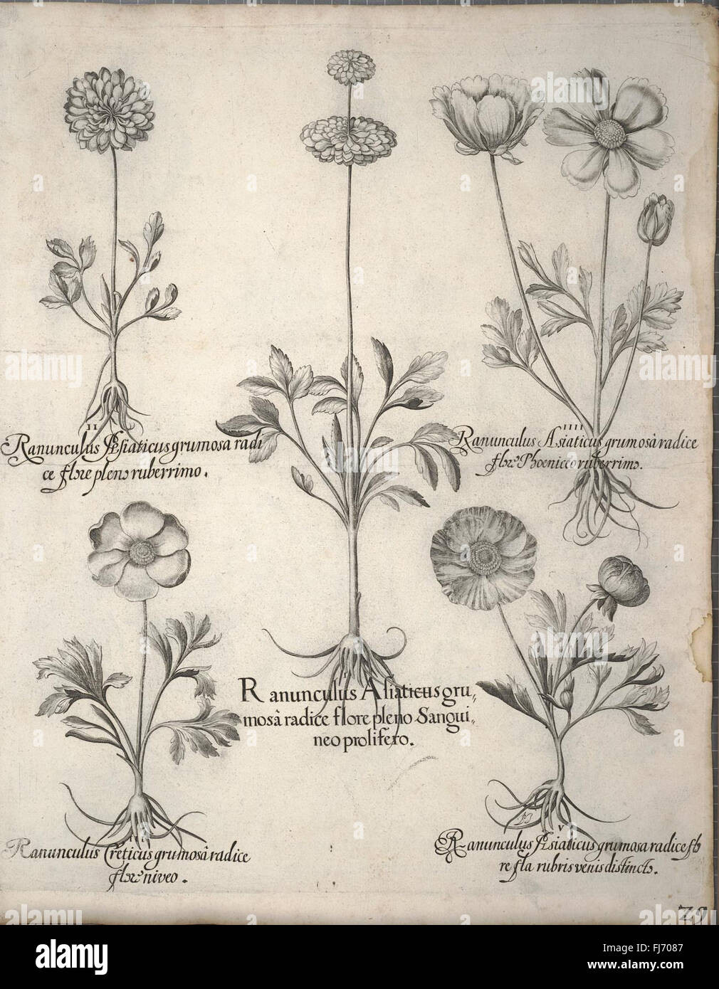 Botany, plant studies, botanical history, plant illustrations, 17th ...