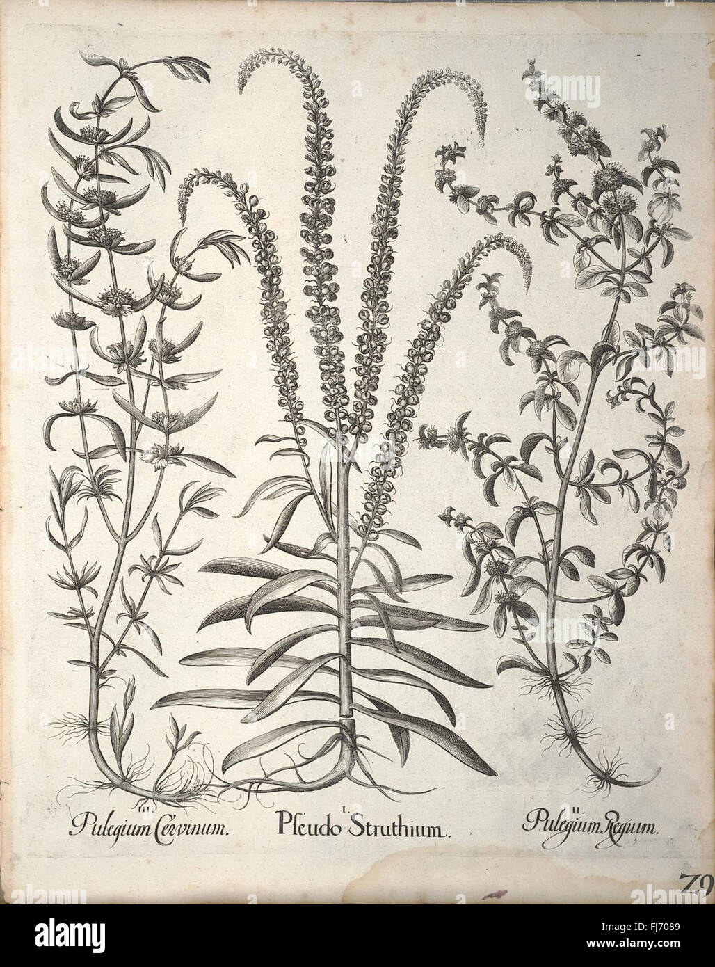 A comprehensive botanical work from the 18th century, presenting a ...