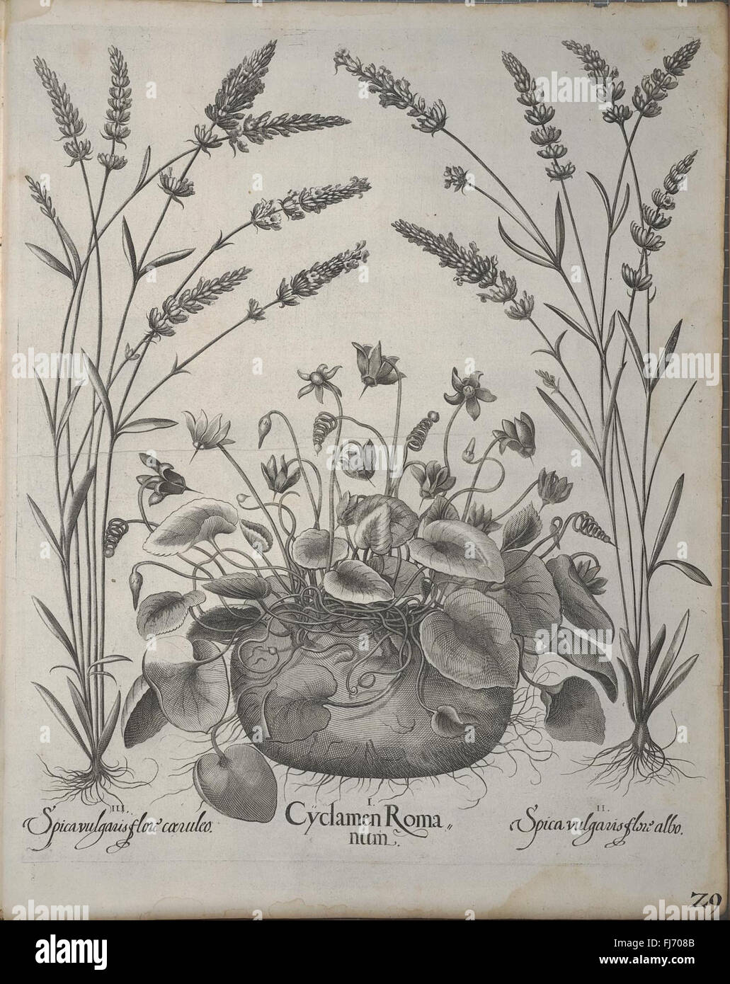 A landmark botanical work providing detailed and accurate illustrations ...