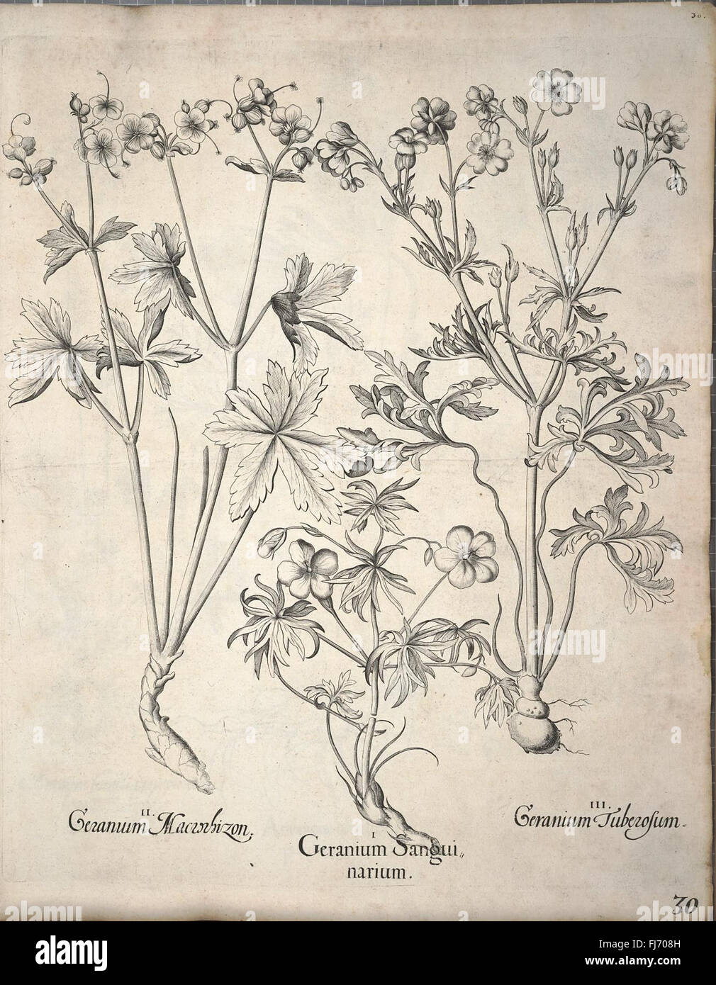 Hortus Eystettensis, sive, Diligens et accurata omnium plantarum ...
