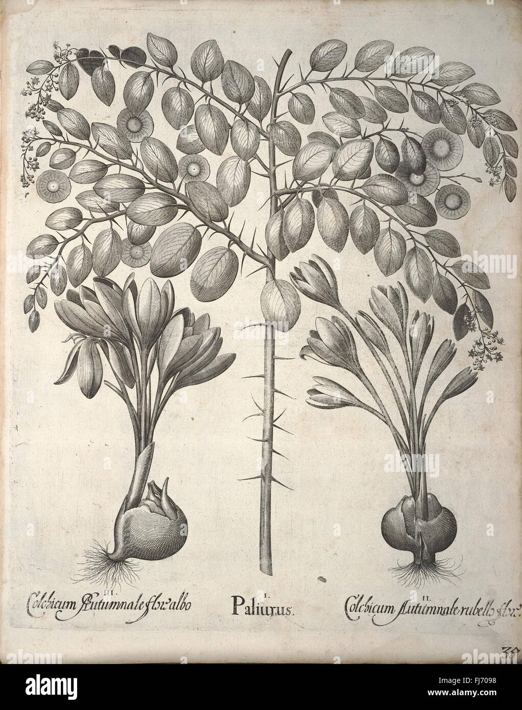 Illustrated botanical work documenting plants and flowers of the early ...