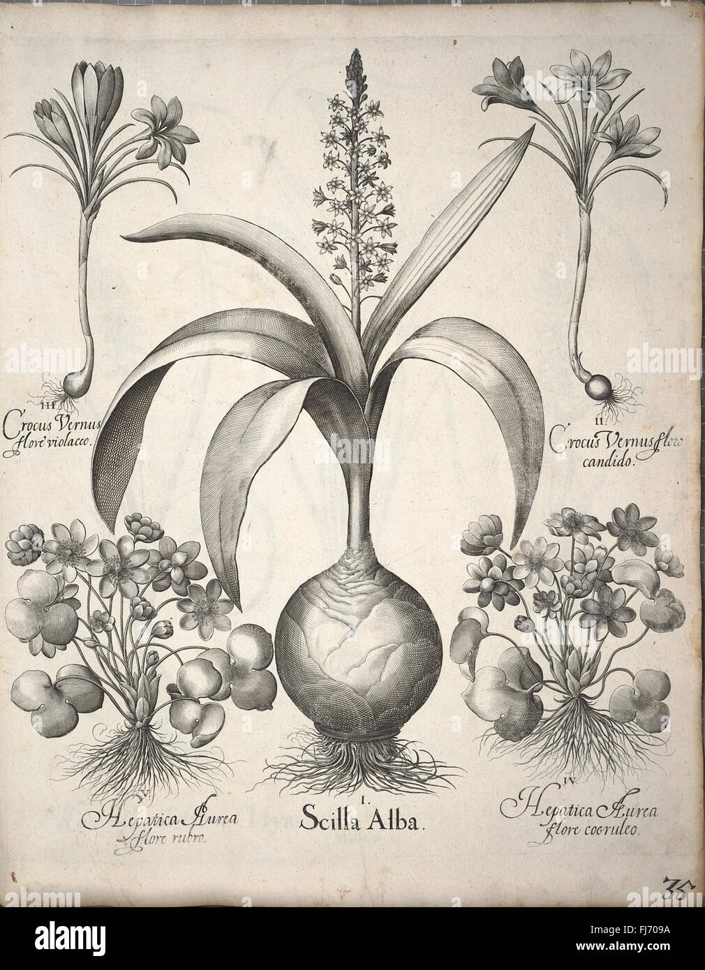 A botanical work from the early 18th century, providing detailed ...