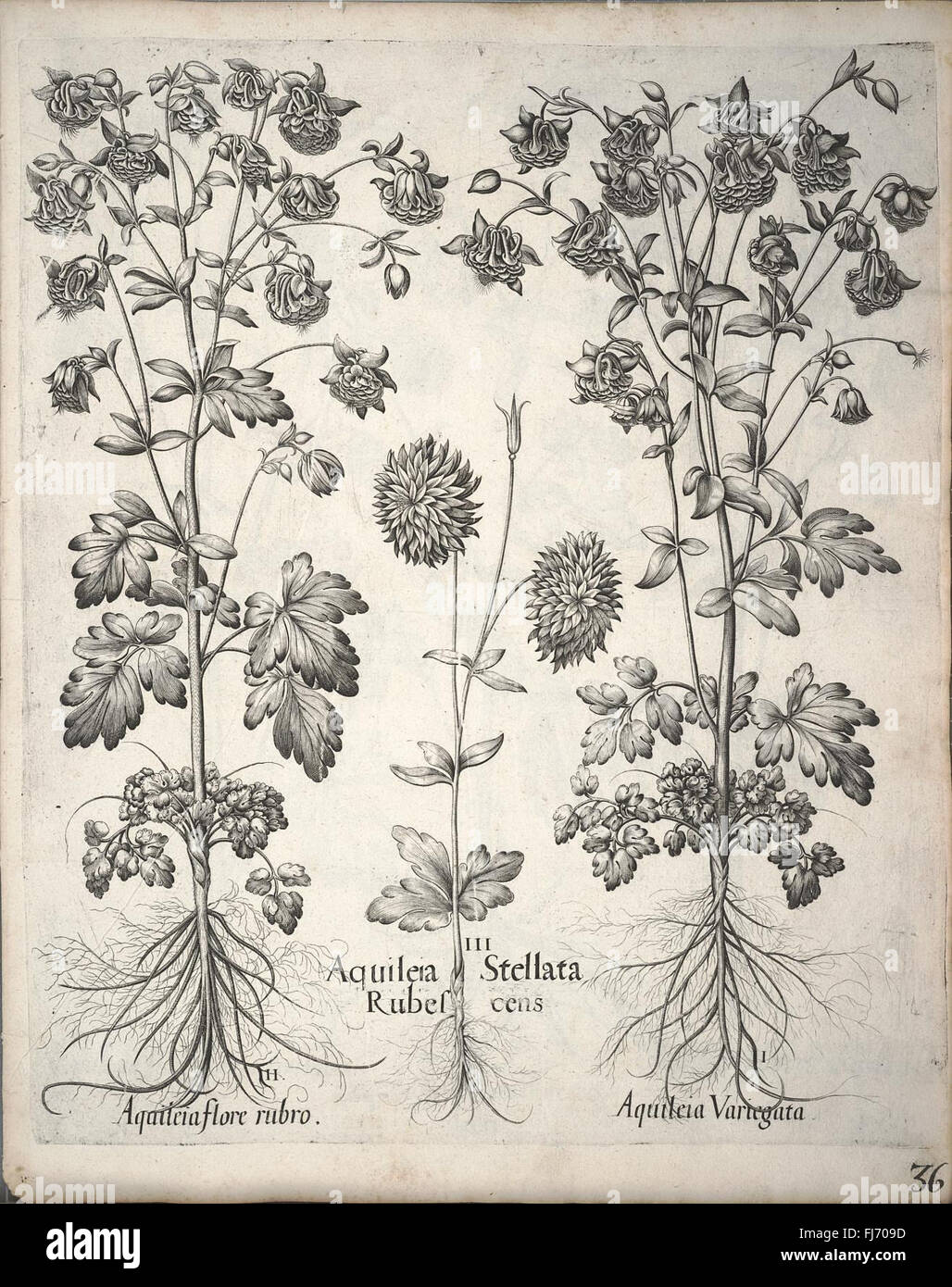 A botanical classic detailing plants, flowers, and herbs, with ...