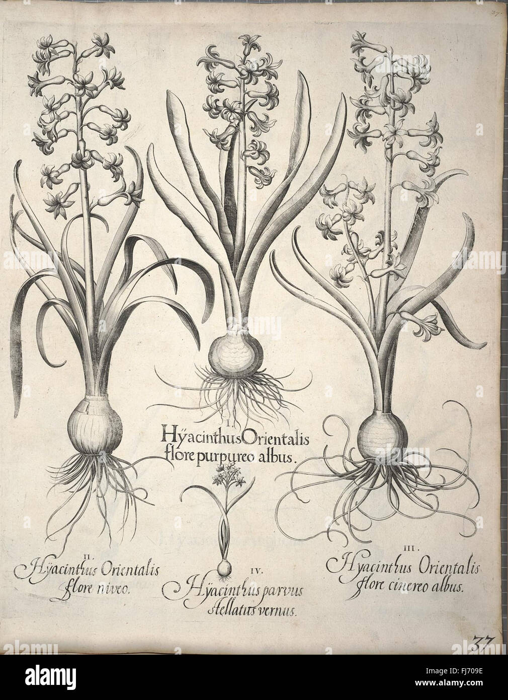 A detailed botanical work documenting plants, flowers, and species in ...