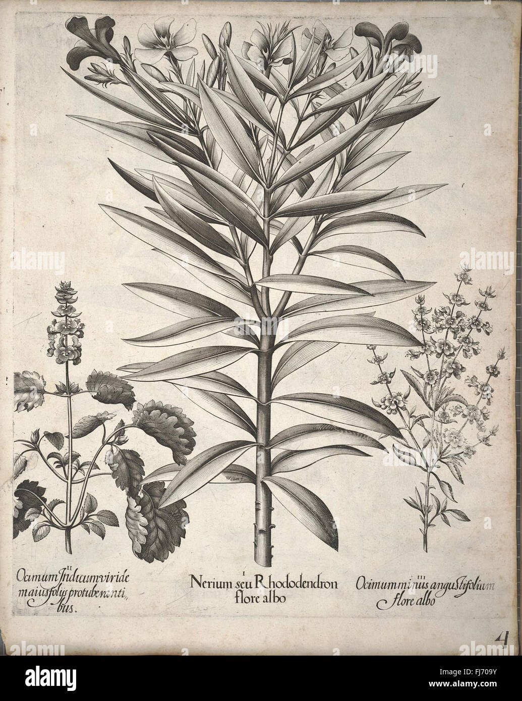 Illustrated botanical work documenting plants and flowers of the early ...