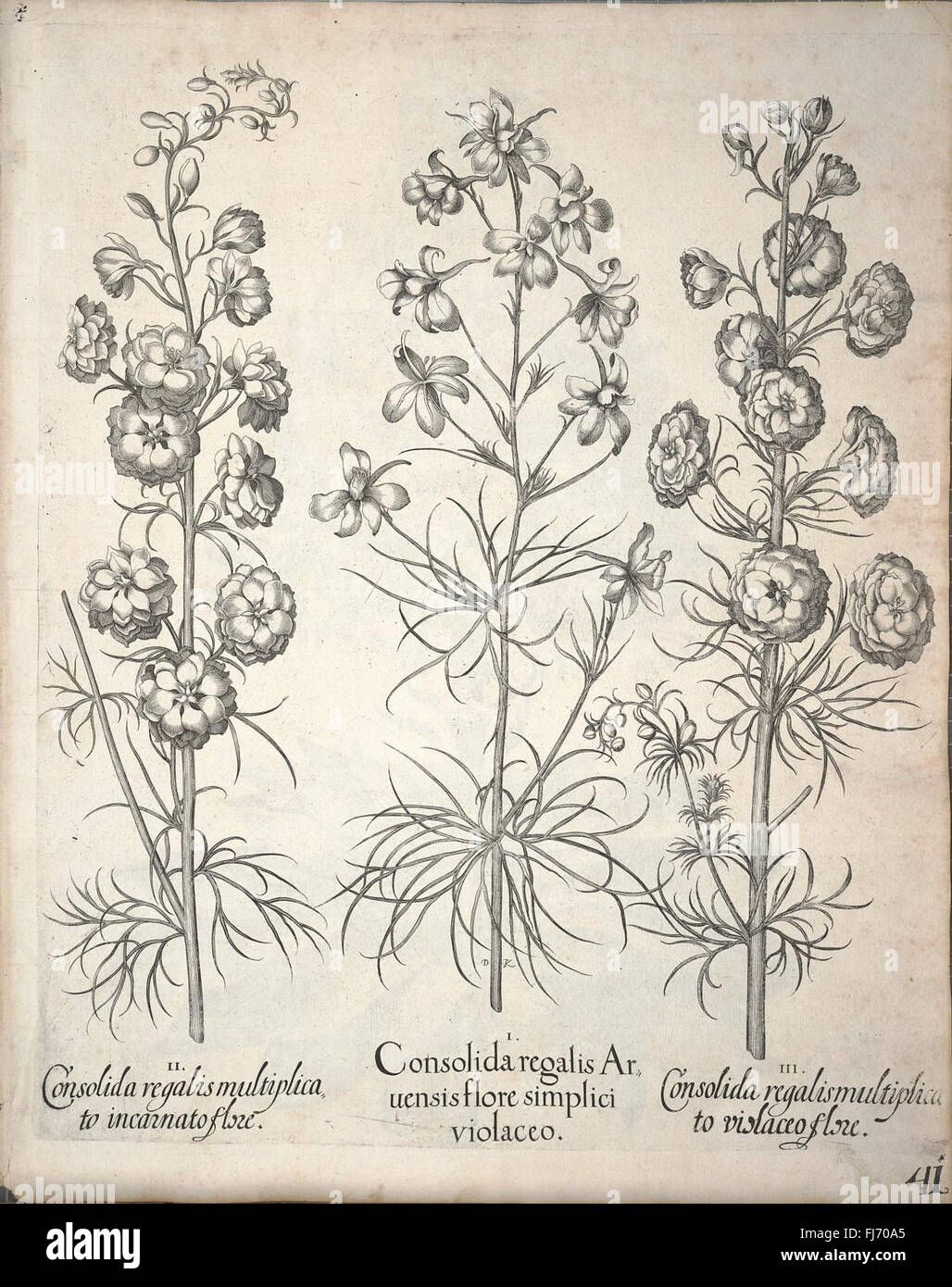 A famous botanical work from the 17th century, illustrating a wide ...