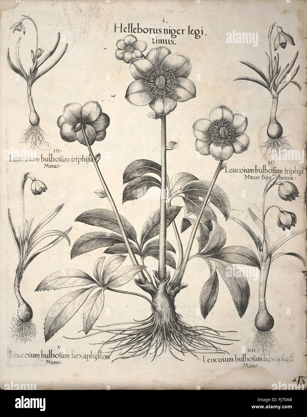 Ancient botanical works hi-res stock photography and images - Alamy