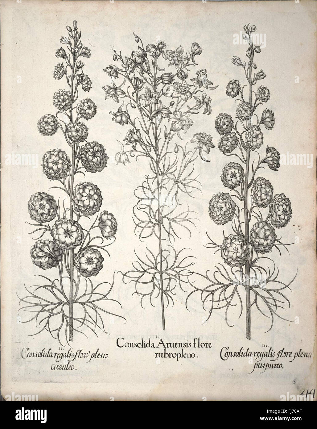 A detailed botanical work focusing on the identification and ...
