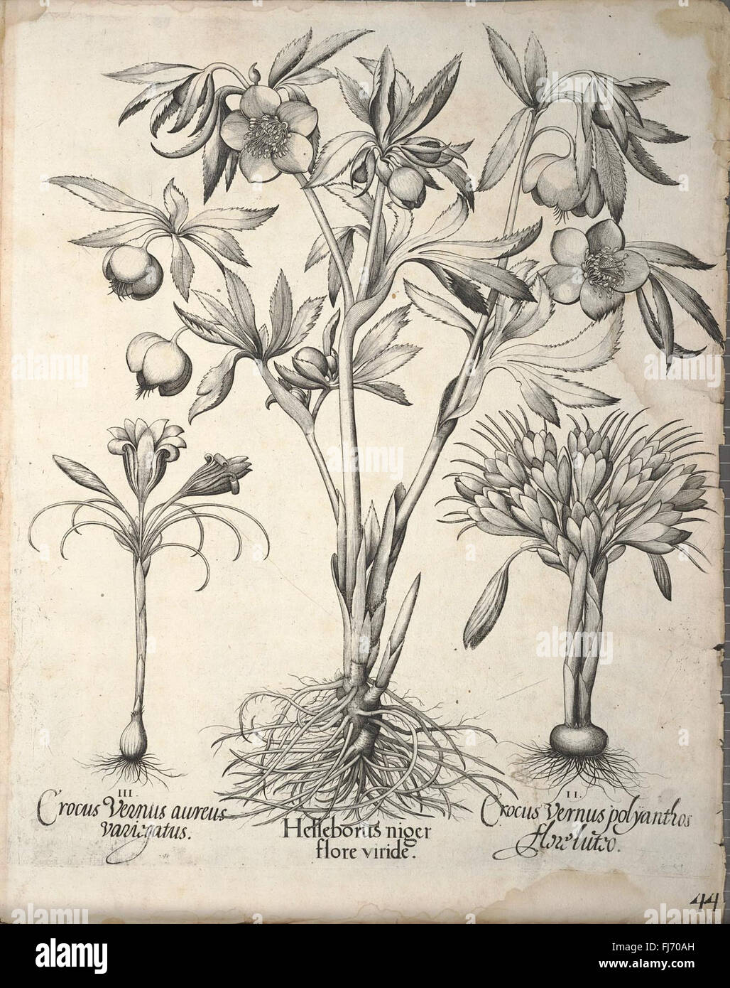 Hortus Eystettensis, sive, Diligens et accurata omnium plantarum ...