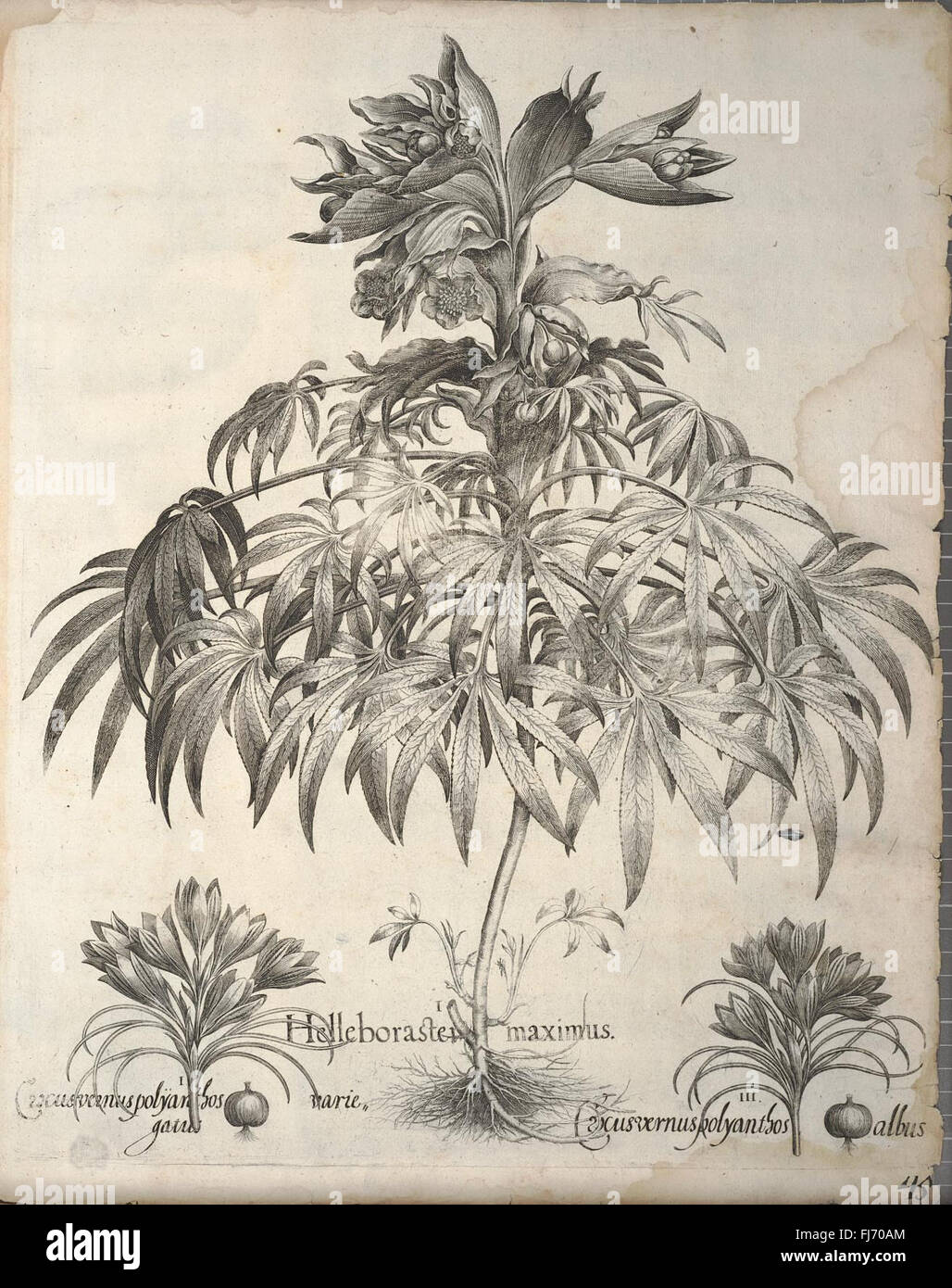 *Hortus Eystettensis* offers a detailed exploration of plants, flowers ...