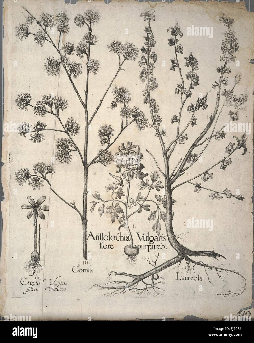 Hortus Eystettensis is a renowned 18th-century botanical work featuring ...