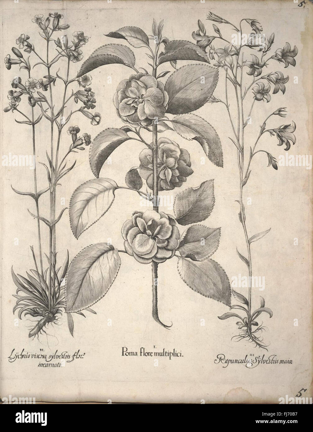 Hortus Eystettensis – A Detailed and Accurate Study of All Plants ...