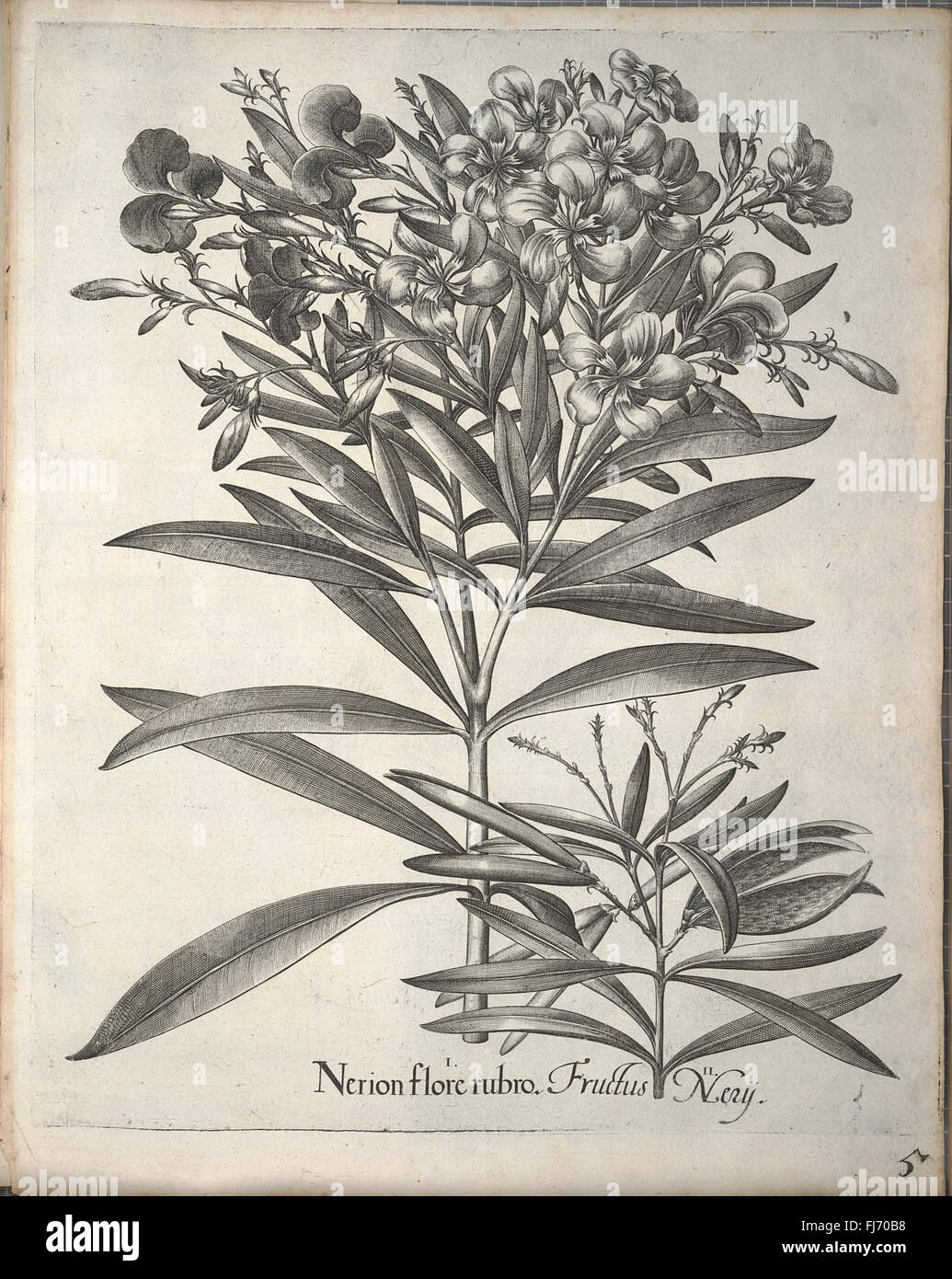 A detailed botanical work from the Pre-Linnaean period, cataloging ...
