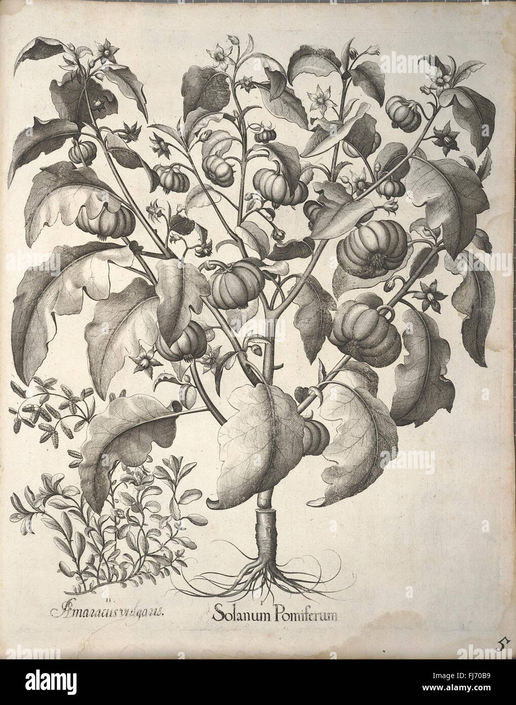 An early botanical work providing detailed illustrations and ...