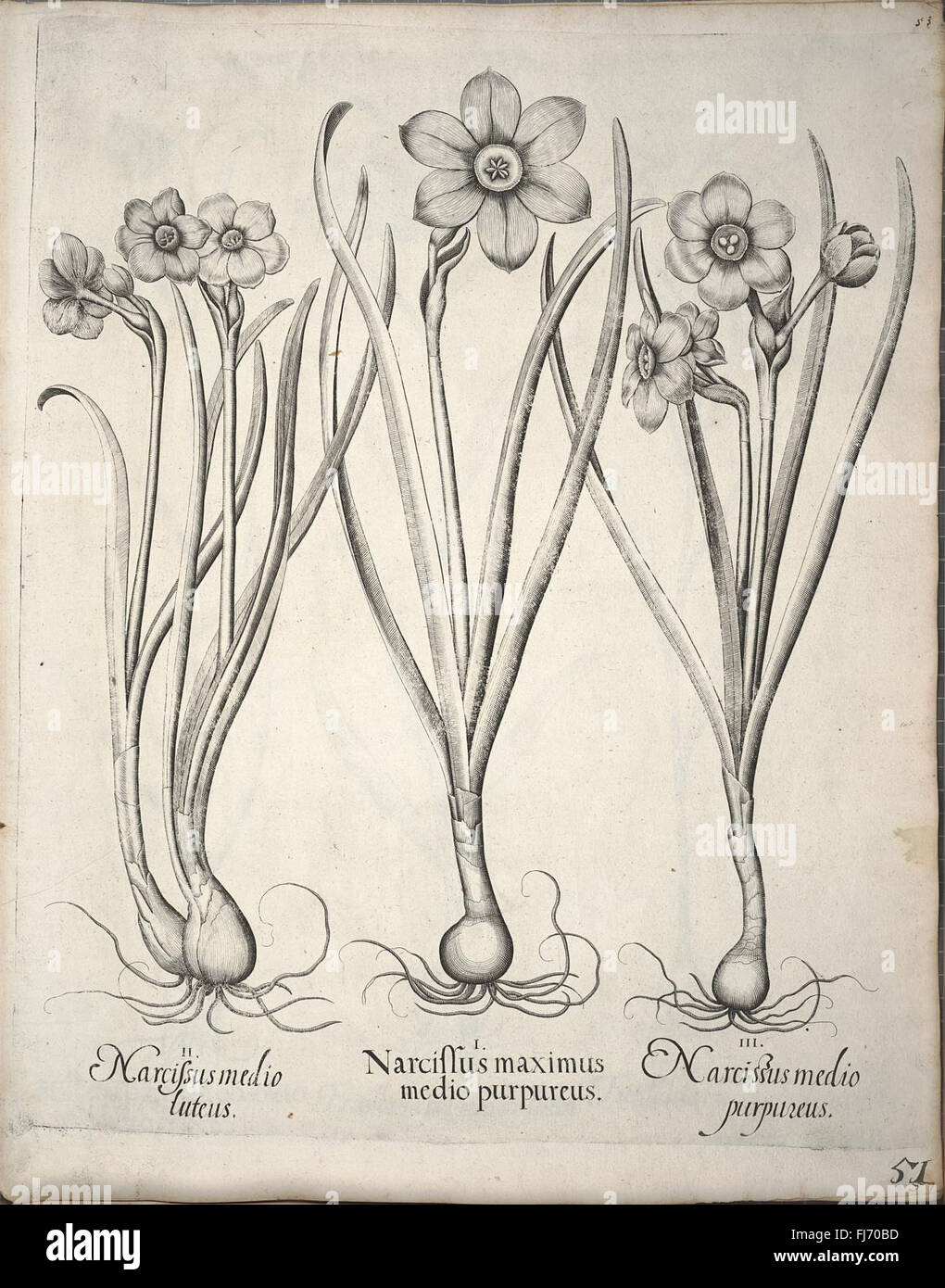 Hortus Eystettensis, sive, Diligens et accurata omnium plantarum ...