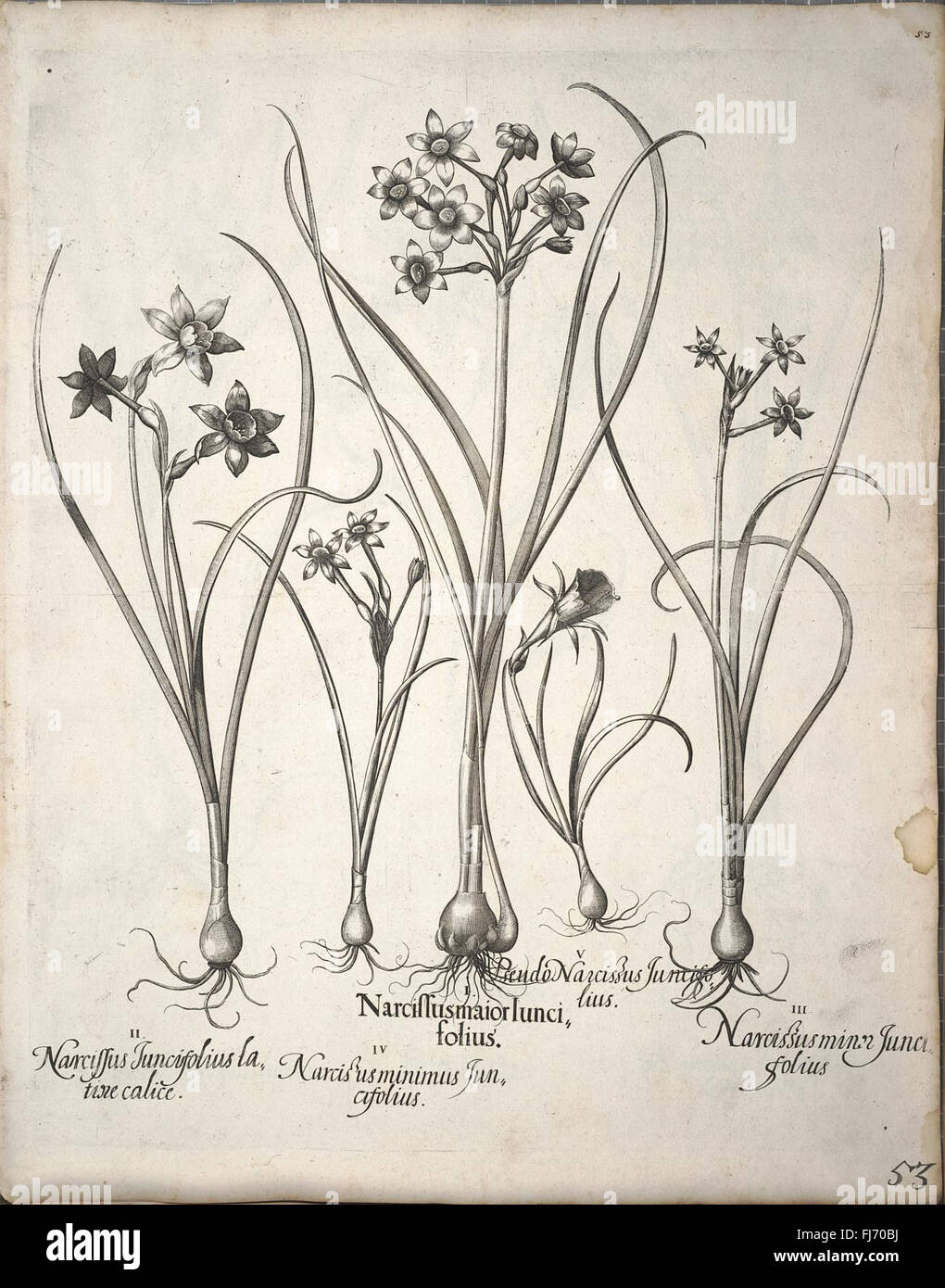 A detailed botanical work, illustrating and describing various plants ...