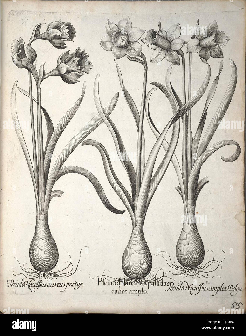 A pre-Linnean botanical work featuring accurate depictions of plants ...