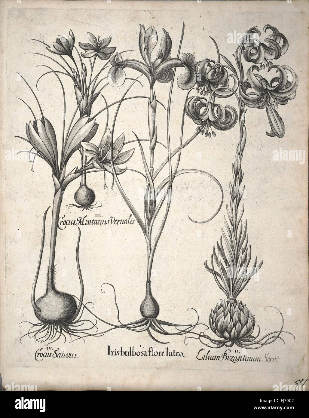 An illustration from 'Hortus Eystettensis', showcasing a variety of ...
