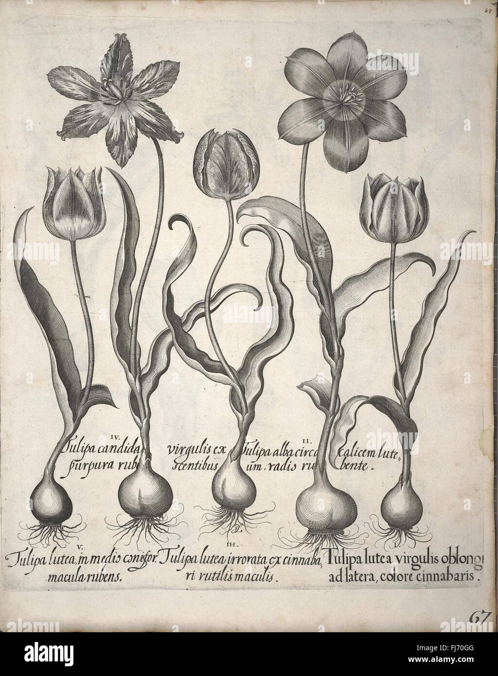 Plants classification in botanical literature hi-res stock photography ...