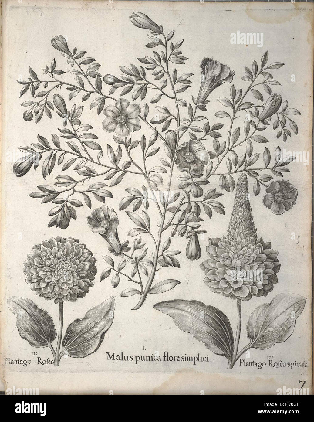 Showcasing various species of flowers hi-res stock photography and ...