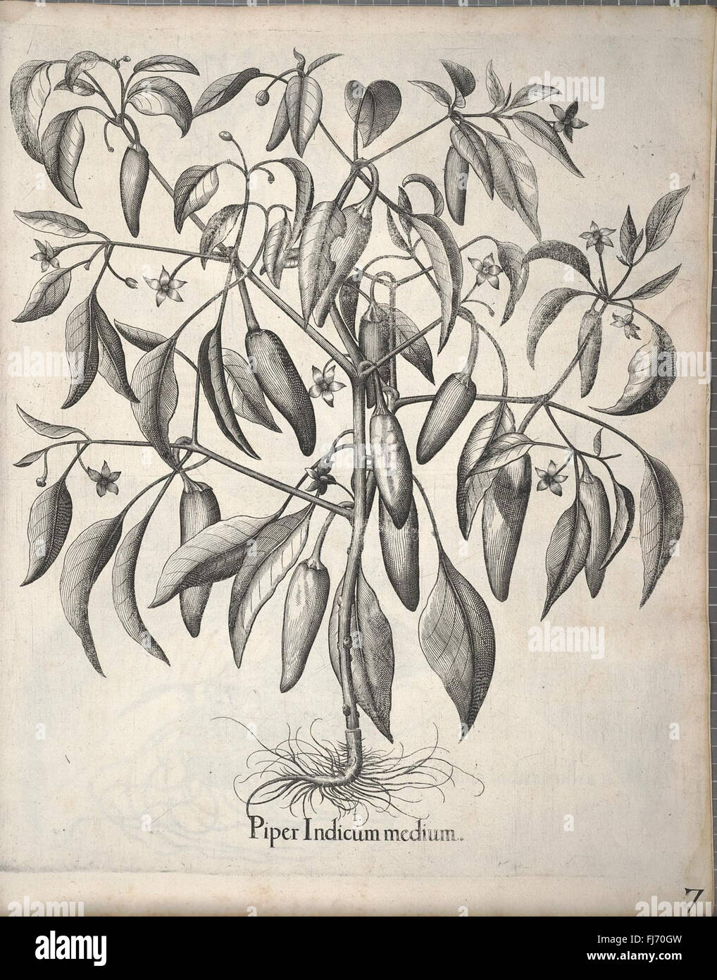 A historical botanical work illustrating plant species and flowers ...
