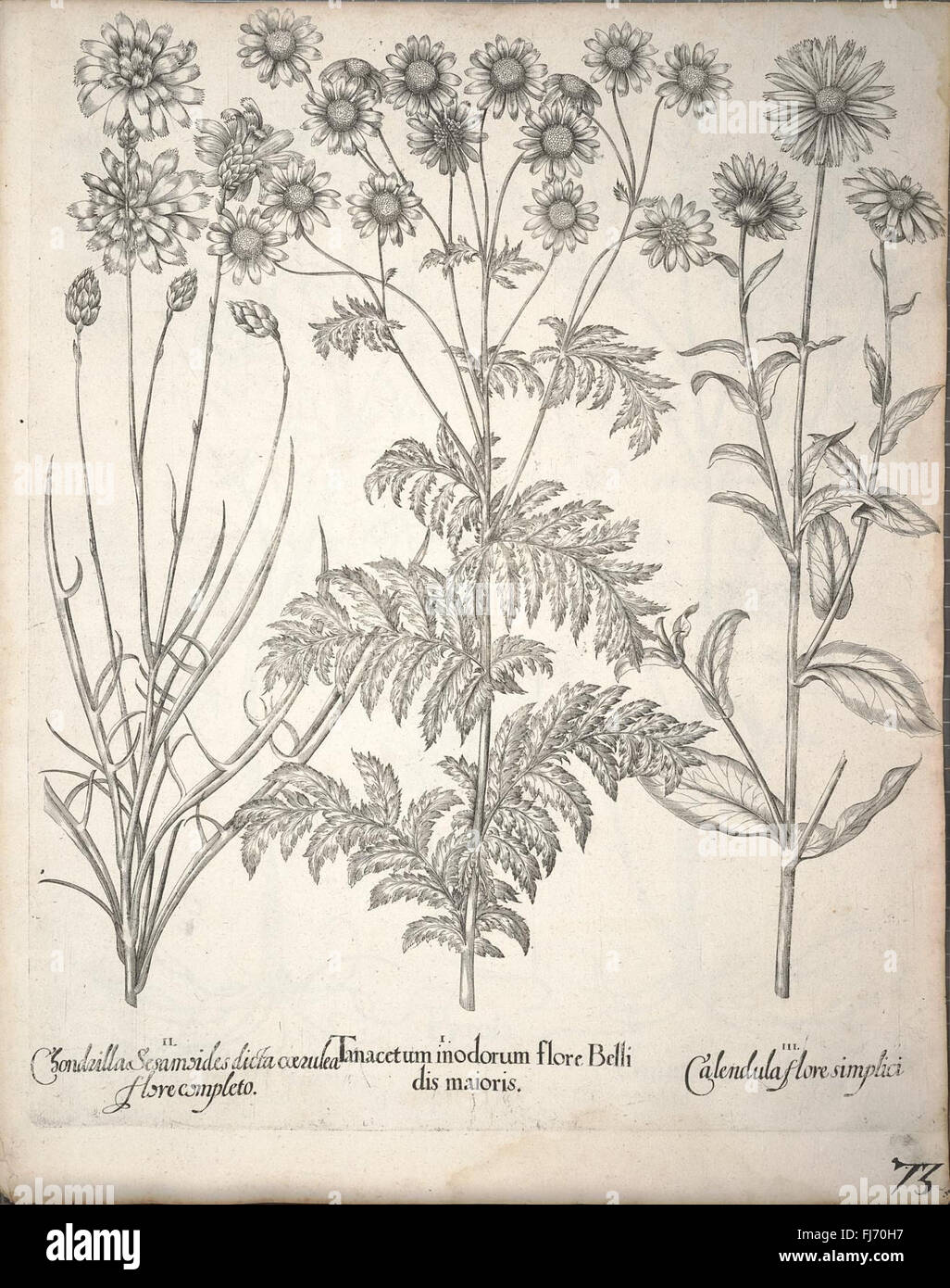 An early botanical illustration collection featuring a thorough ...