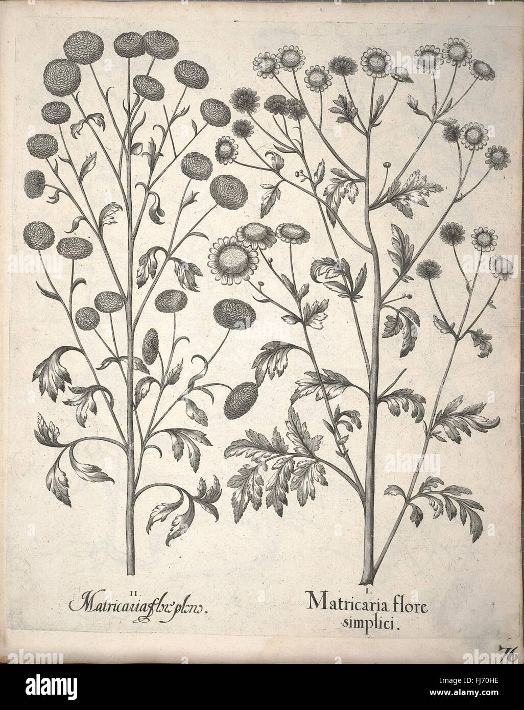 A meticulously detailed botanical work focusing on a wide range of ...