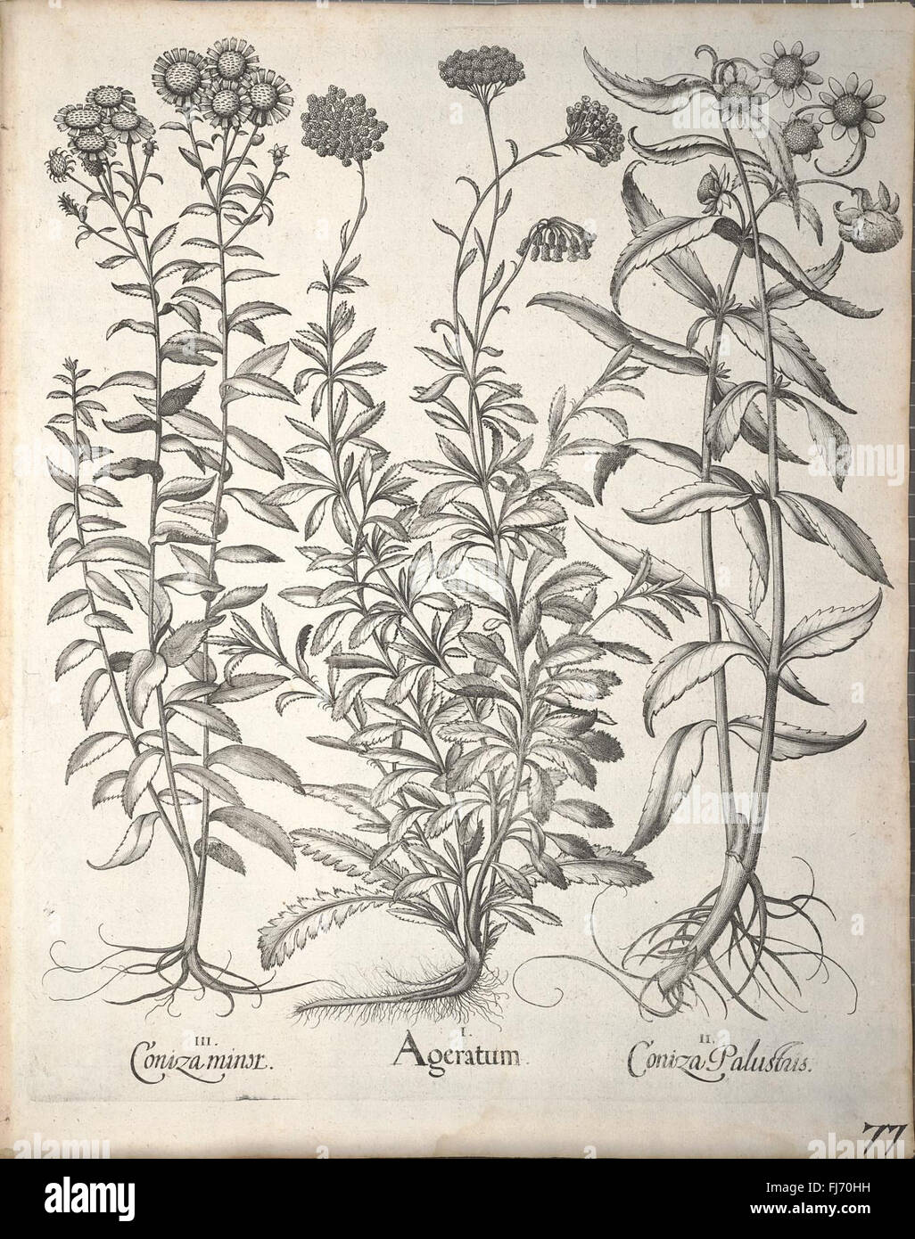 Classic botanical illustrations hi-res stock photography and images - Alamy