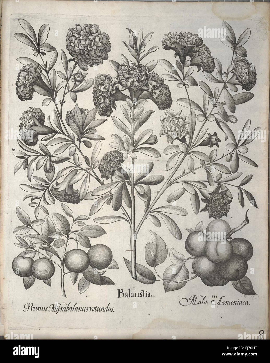 Hortus Eystettensis, Detailed Botanical Study on Plants, Flowers, and ...