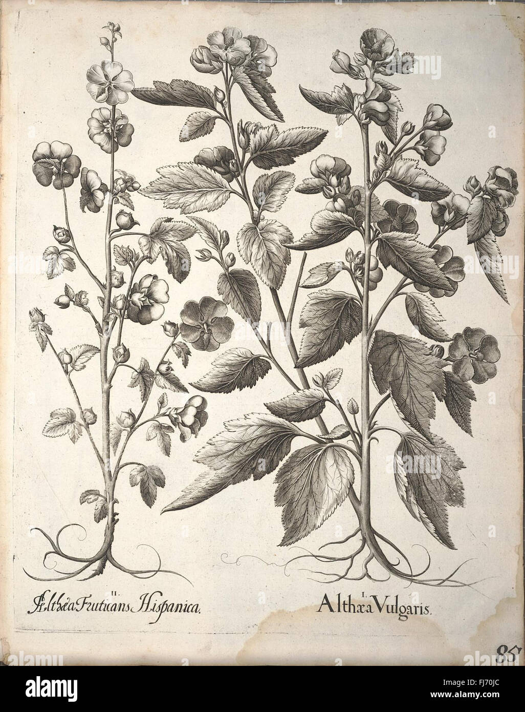 A botanical collection featuring accurate illustrations of plants ...