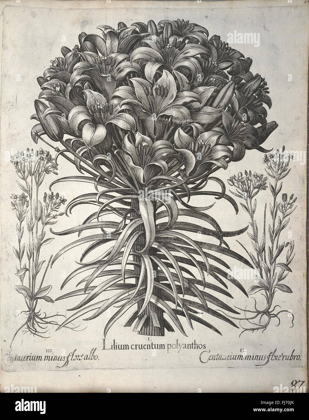 Early botanical work detailing plant species, flowers, and flora with ...