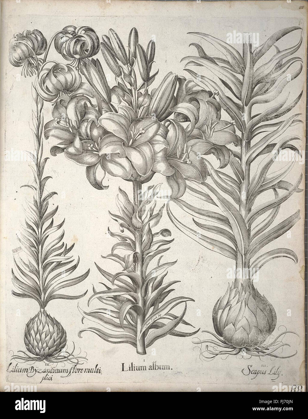 Hortus Eystettensis, Botanical Study on Plants, Flowers, and Herbs, Pre ...